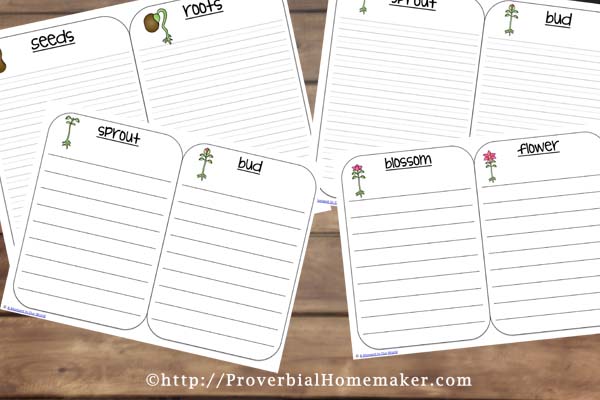 {FREE} Flower Life Cycle Printables - Proverbial Homemaker